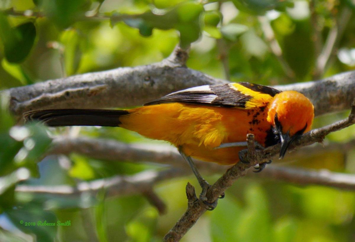 Florida Keys & South Florida Birding Trip – Archaeopteryx Birding and ...