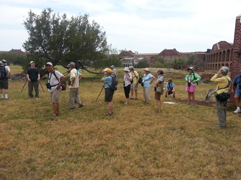 Florida Keys & Dry Tortugas – Archaeopteryx Birding and Nature Tours