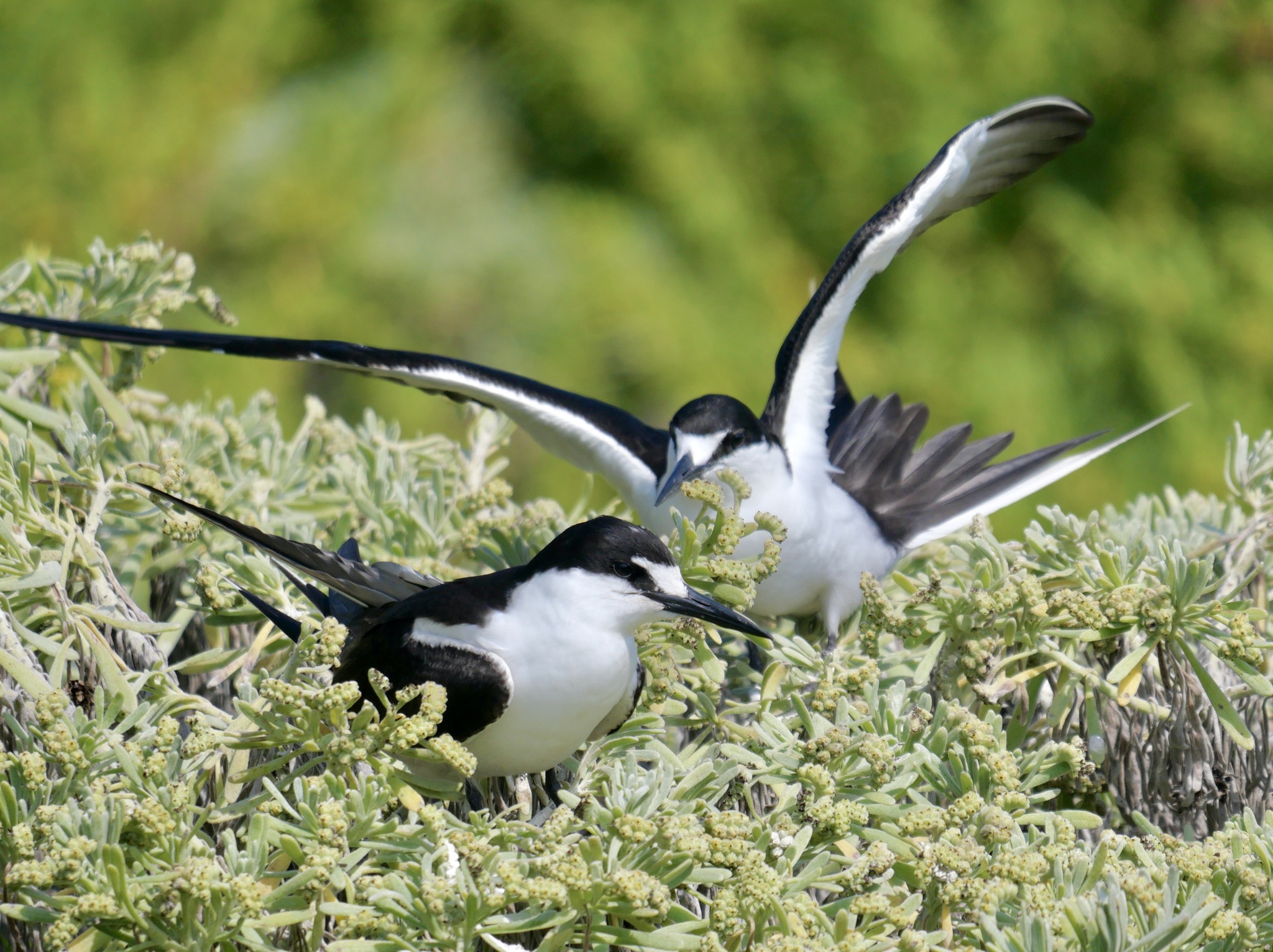 Florida Keys & Dry Tortugas – Archaeopteryx Birding and Nature Tours